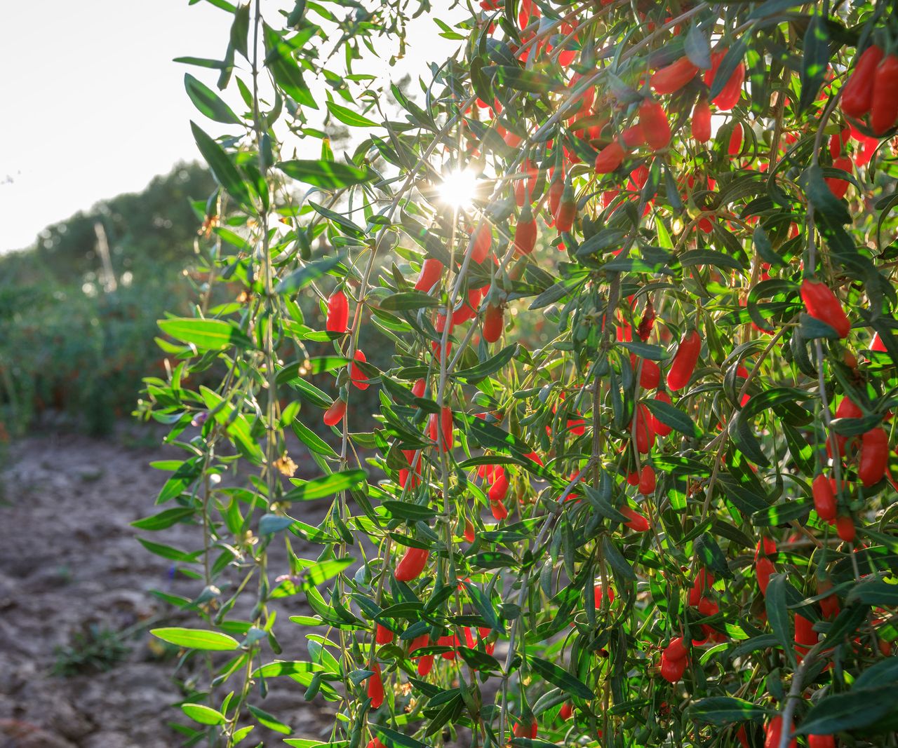 How to grow goji berries – the easygoing oriental superfruit | Homes ...