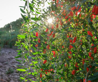 How to grow goji berries – the easygoing oriental superfruit | Homes ...