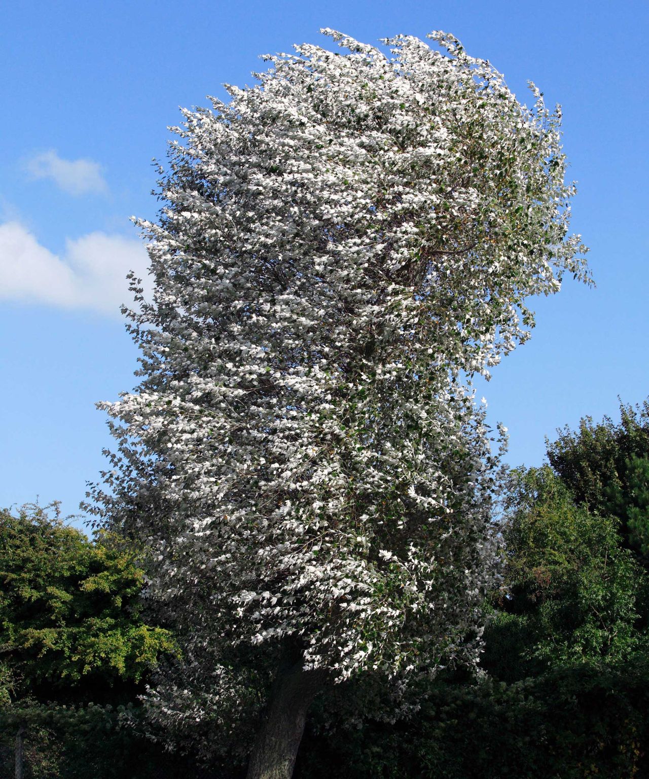 Silver maple care and growing guide: expert advice | Gardeningetc