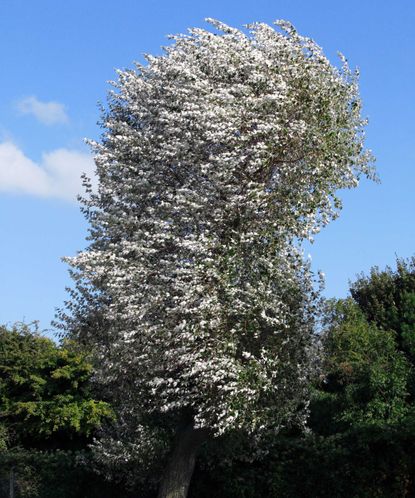 Silver maple care and growing guide: expert advice | Gardeningetc