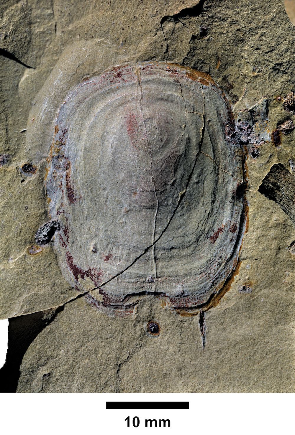 Photos: 'Hat'-Wearing Ancient Slug May Explain Mollusk Family Tree ...
