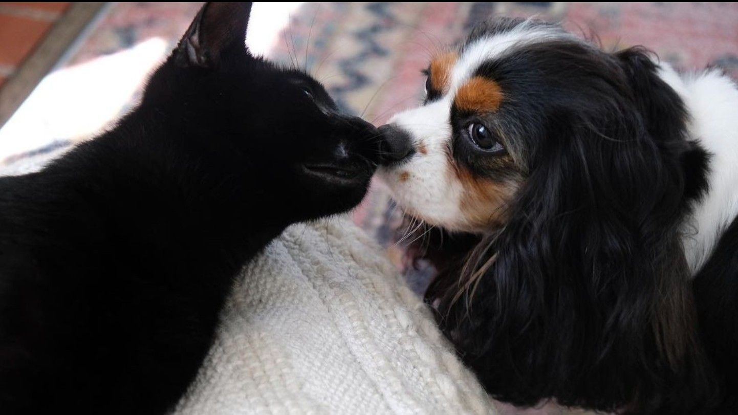 Cat sneaking treats to dog will have you laughing out loud | PetsRadar