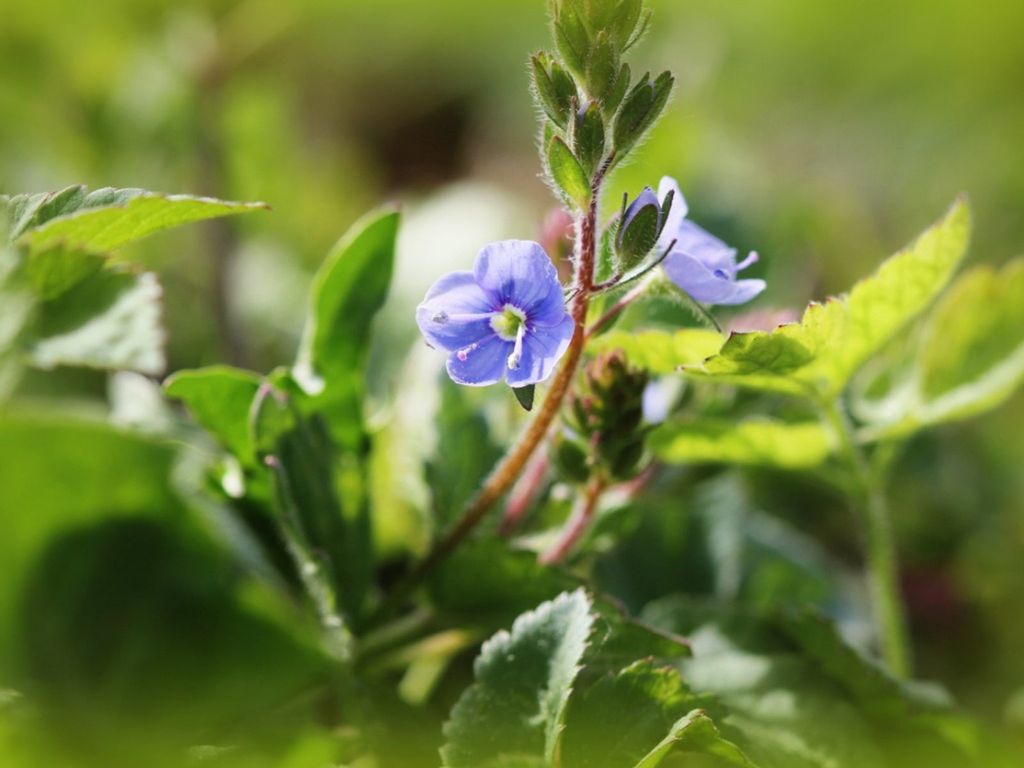 Speedwell Plant Care - Tips For Growing Speedwell Flowers | Gardening ...