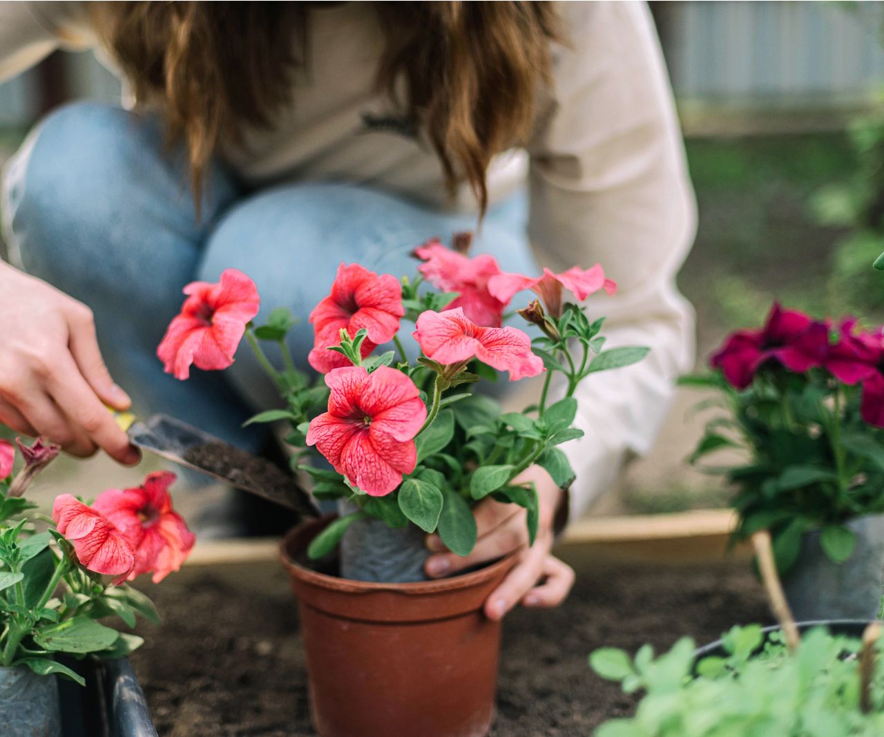 Petunia Hiver Dehors