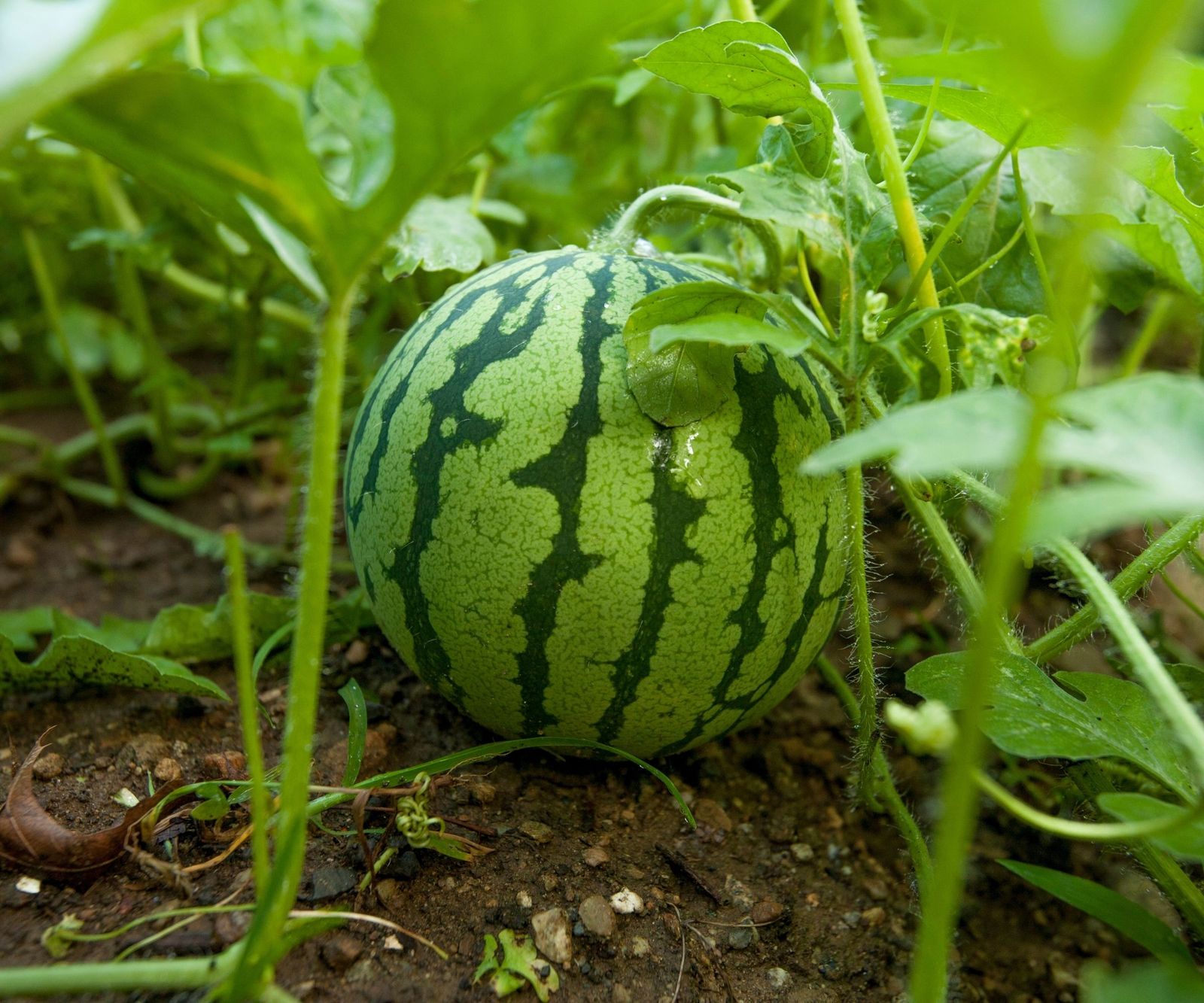 How to prune watermelon plants to grow in a small space | Homes and Gardens