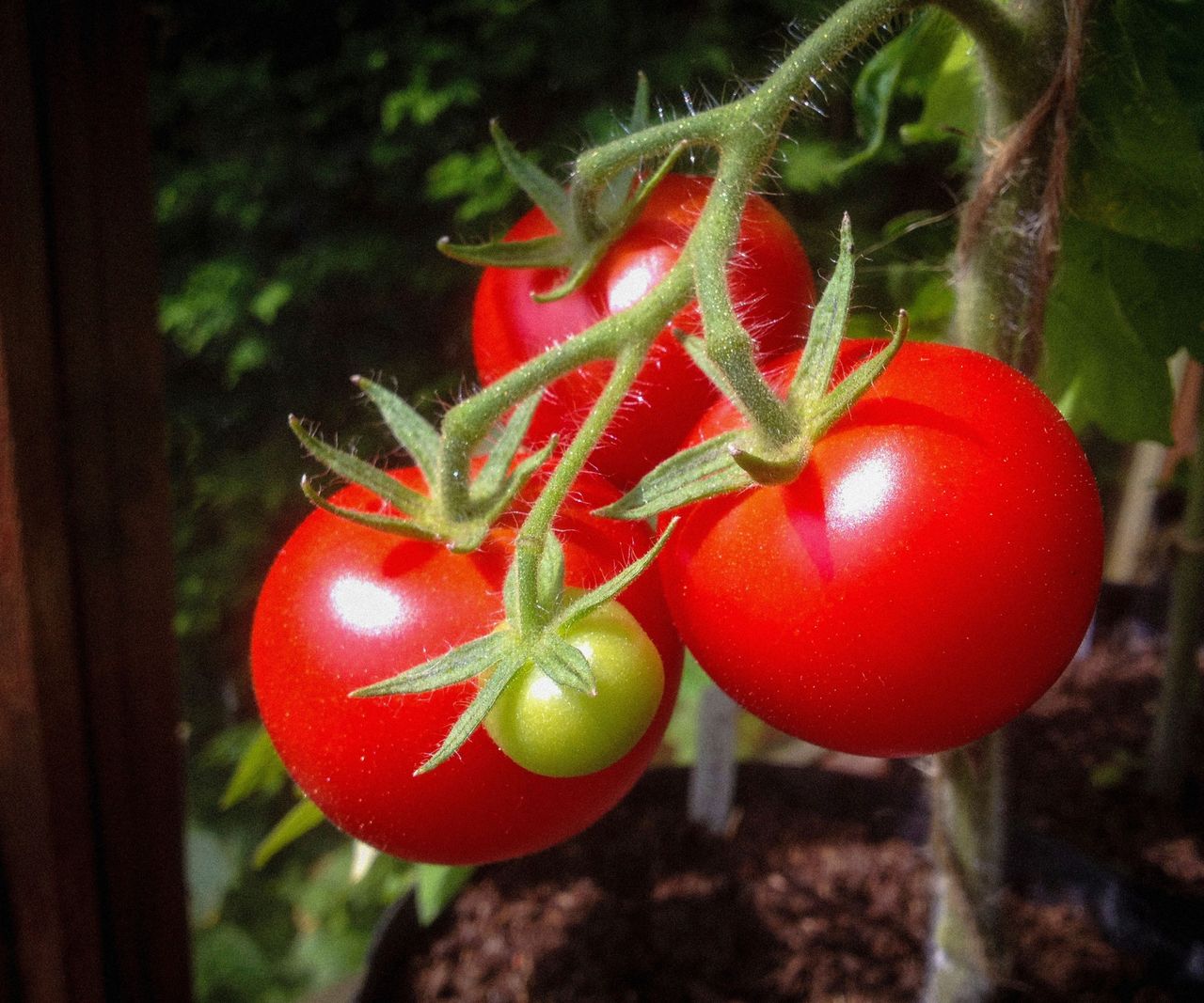 Tomato varieties: 8 of the best types of tomatoes to grow | Homes and ...