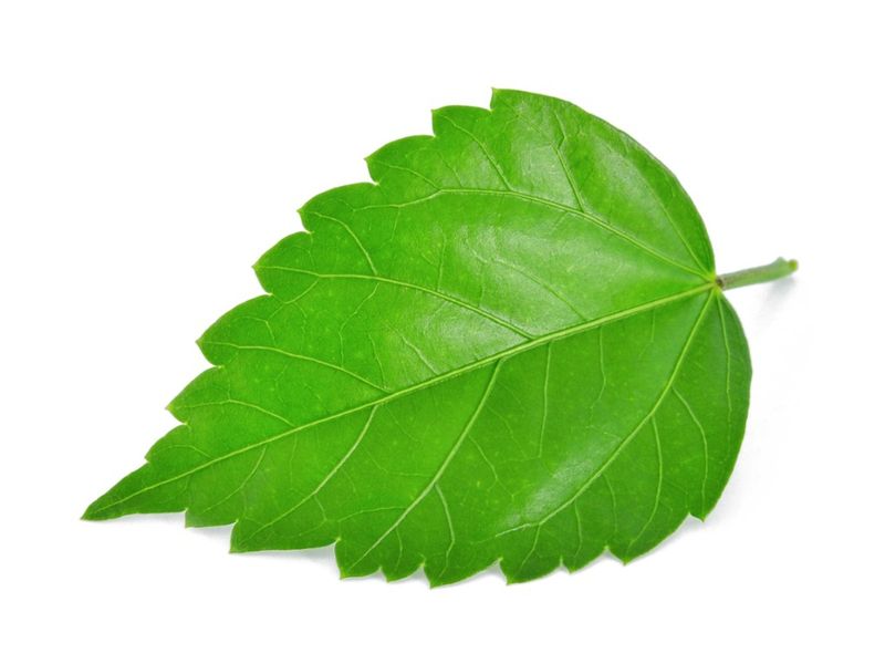 Tips & Information about Hibiscus | Gardening Know How