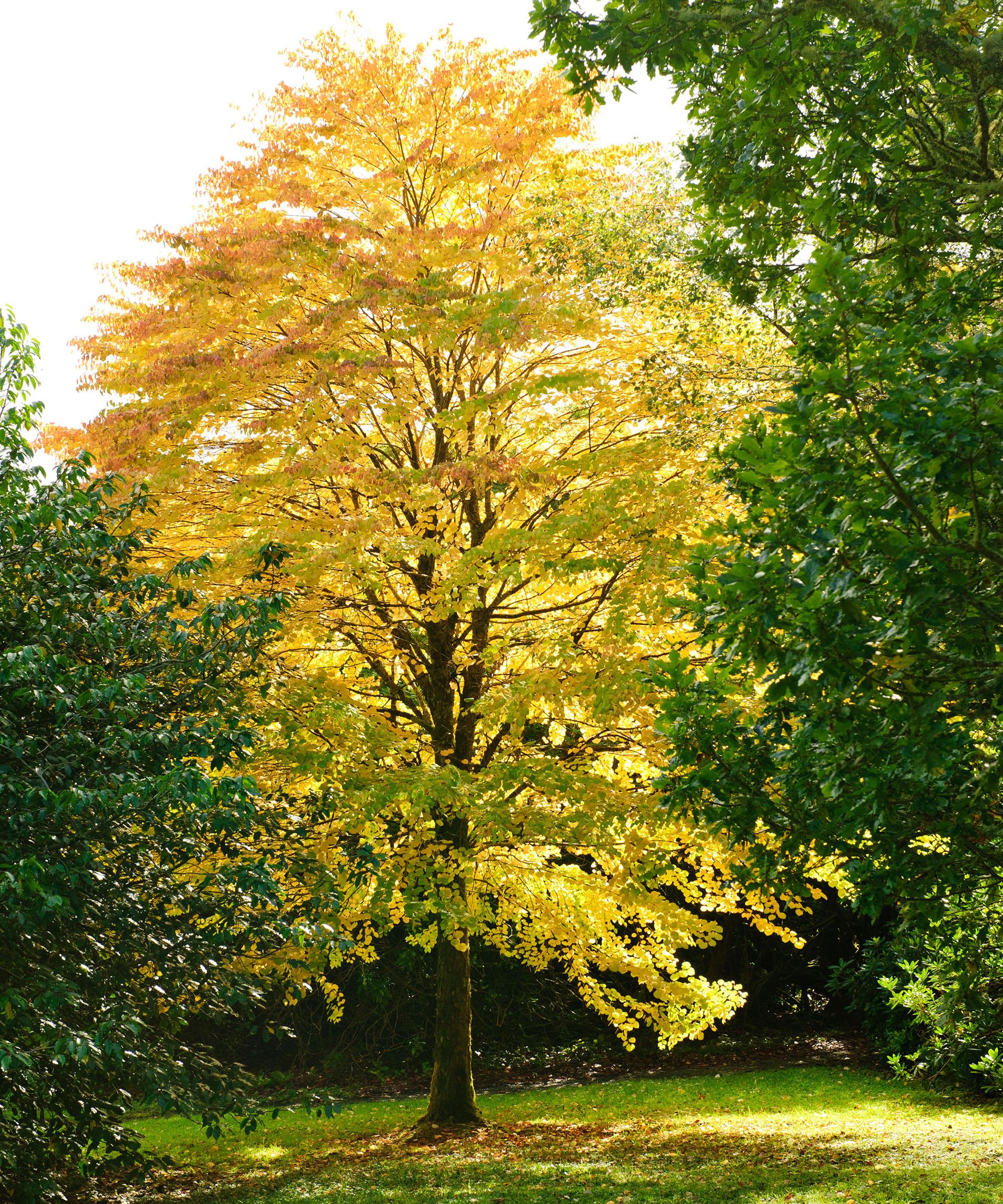 Best trees for shade: 9 top growers for shady spots | Gardeningetc
