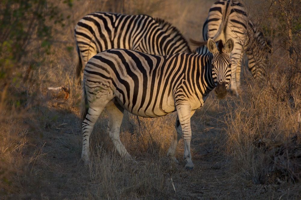 In Photos: Why Zebras Have Black and White Stripes | Live Science
