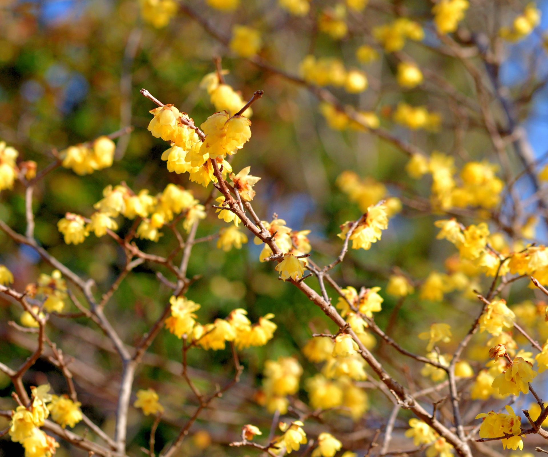 How to grow wintersweet: advice from the experts | Homes and Gardens