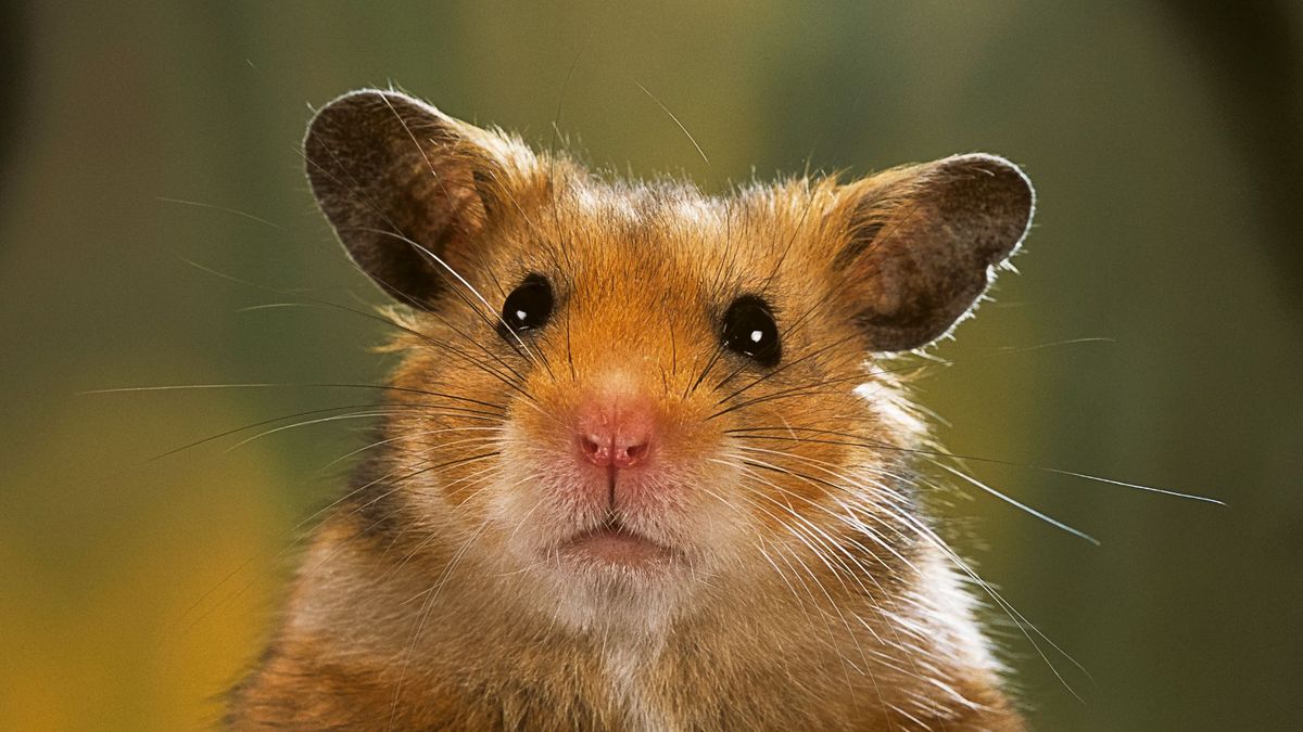 32 surprising things hamsters can eat | PetsRadar