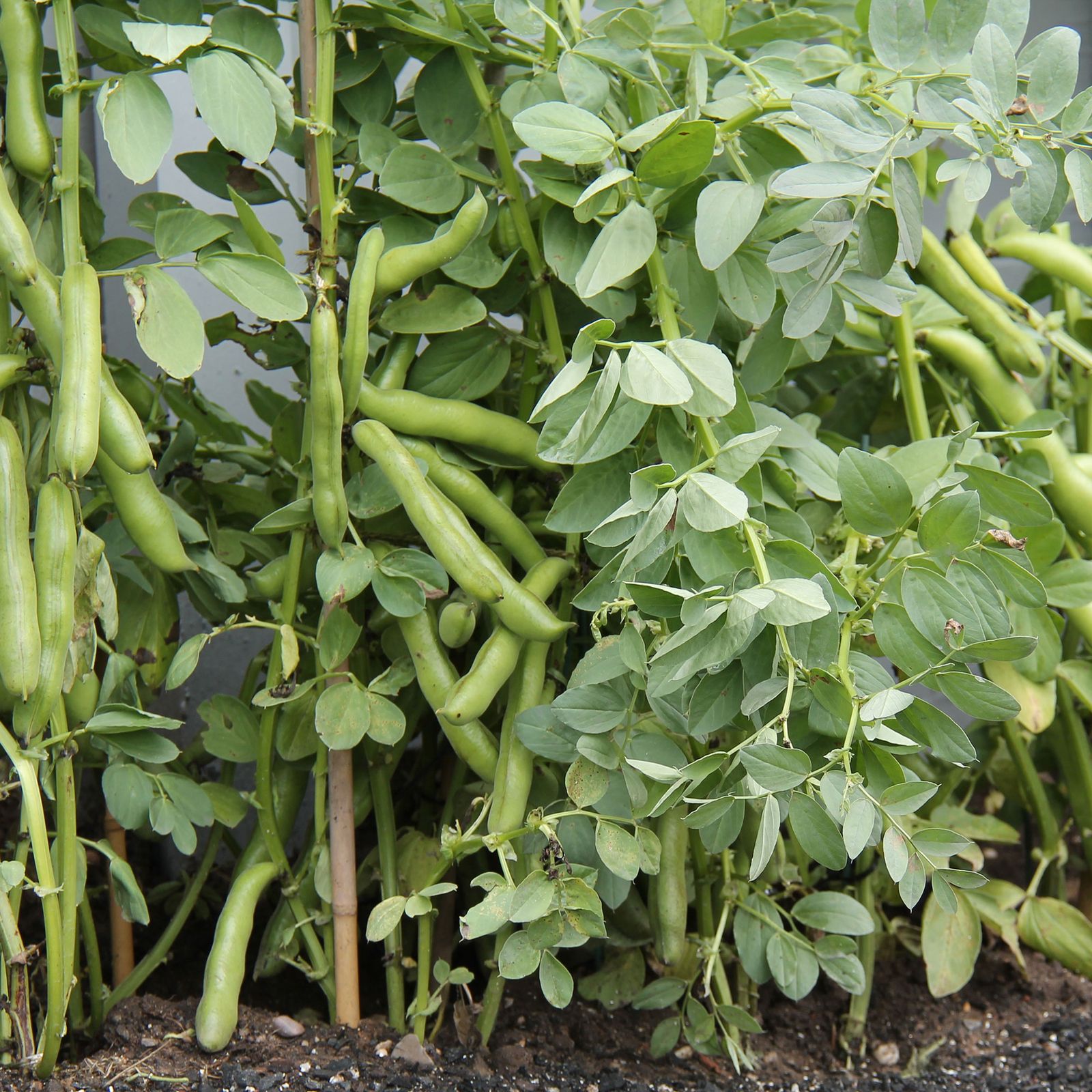 When to plant broad beans – the best time to sow and grow | Ideal Home