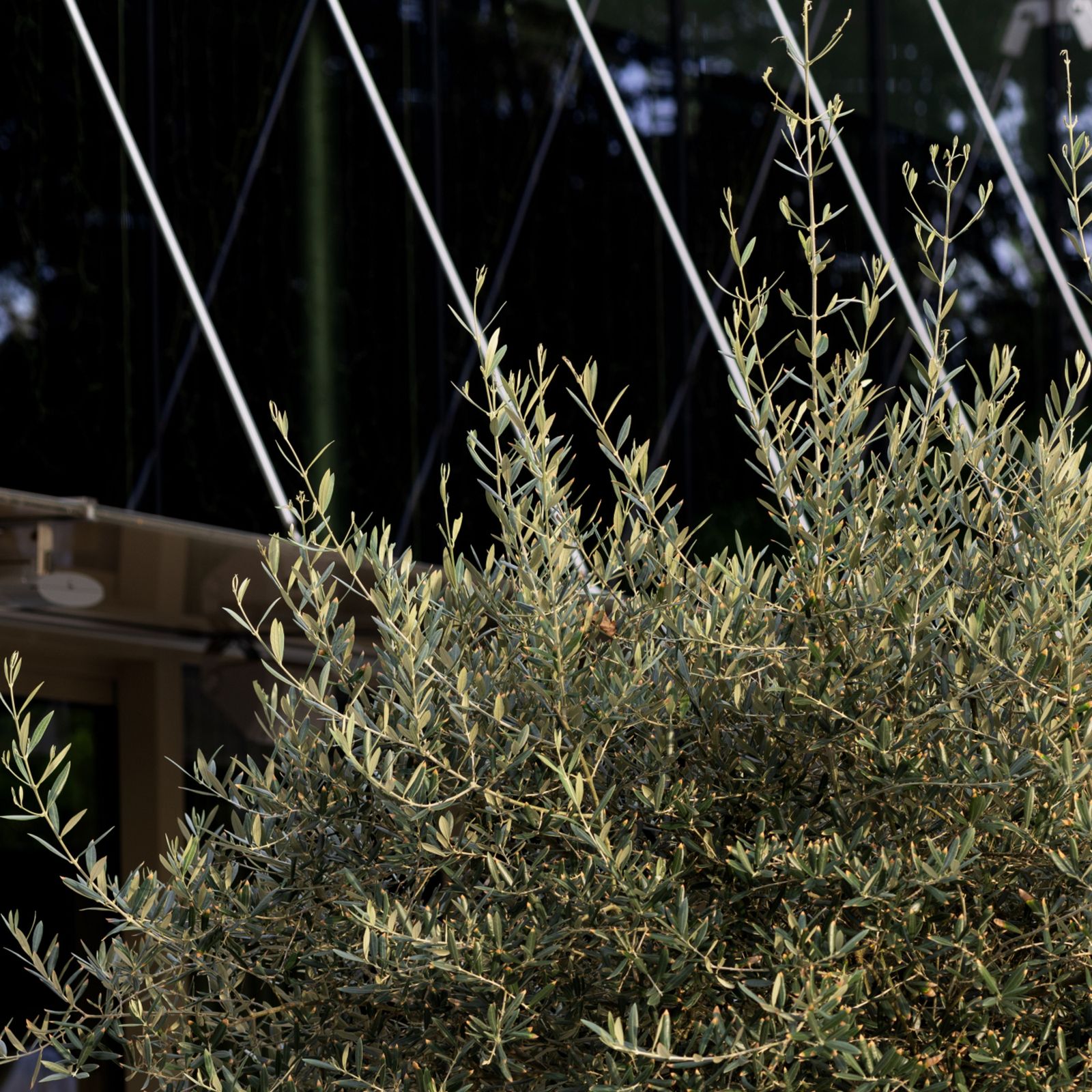 Olive tree care and growing guide: top tips | Homes and Gardens