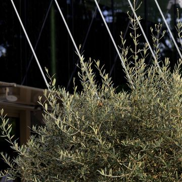 Olive tree care and growing guide: top tips | Homes and Gardens