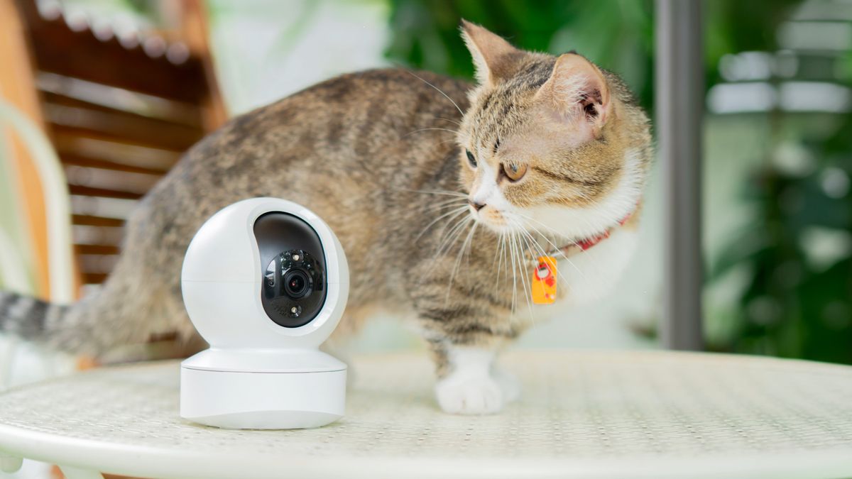 Are pet cameras worth it? I put one to the test to find out! | PetsRadar