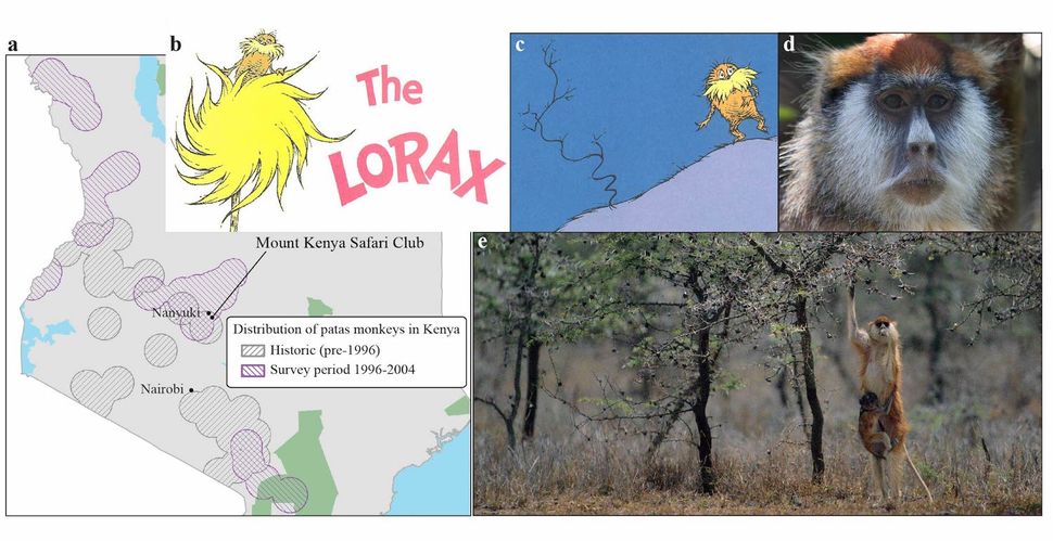 This Mustached Monkey Likely Inspired Dr. Seuss' Lorax | Live Science