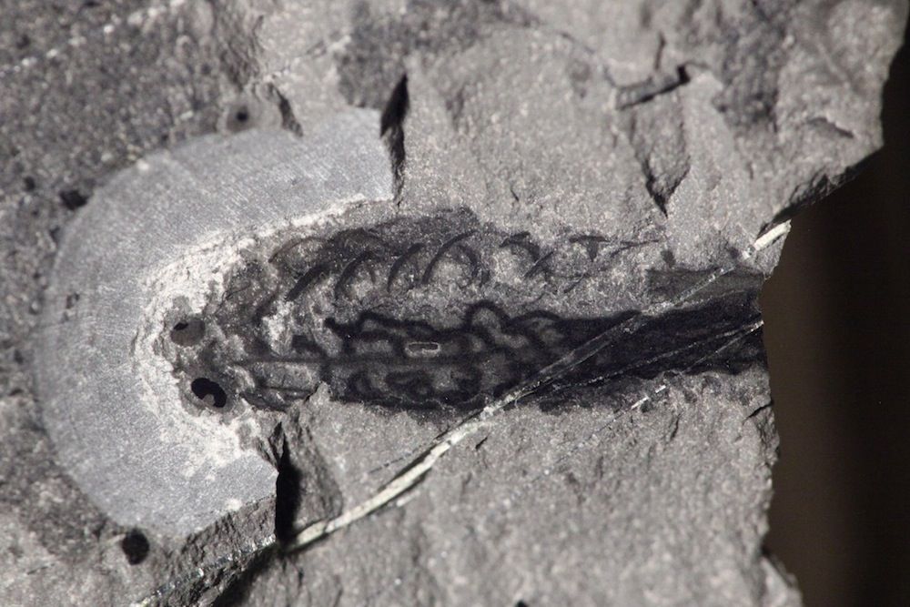 Tiny Fish May Be Ancestor of Nearly All Living Vertebrates | Live Science