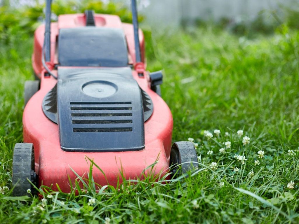 How To Participate In No Mow May | Gardening Know How