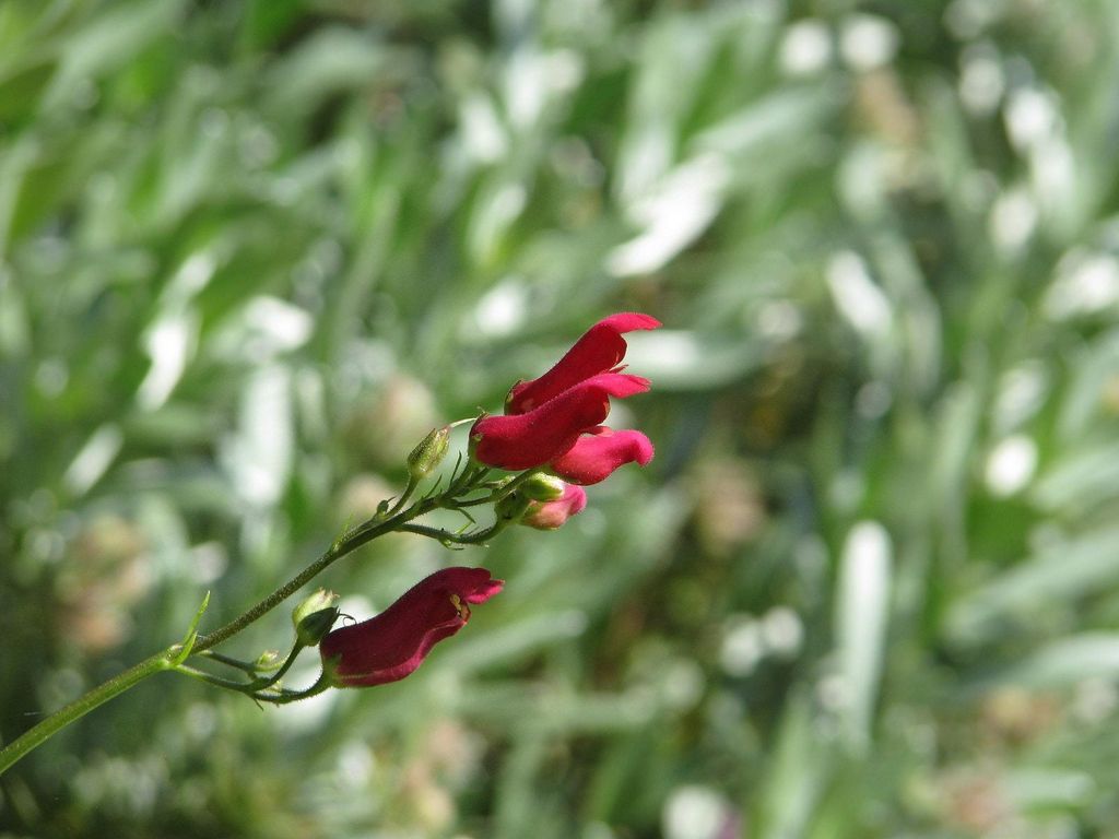 Growing Scrophularia Red Birds - How To Care For Red Birds In A Tree ...