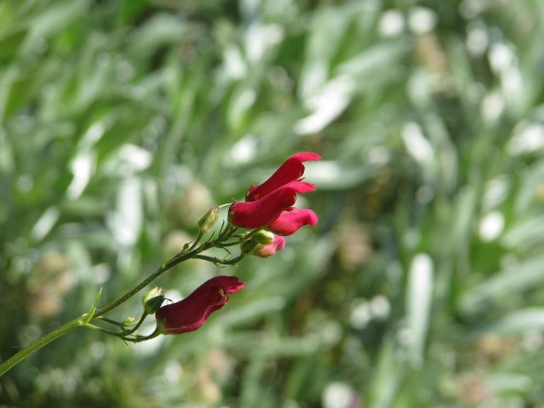 Growing Scrophularia Red Birds - How To Care For Red Birds In A Tree ...