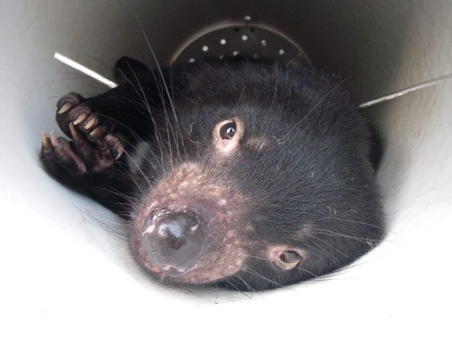 Australia's struggling marsupial: Photos of the Tasmanian devil | Live ...