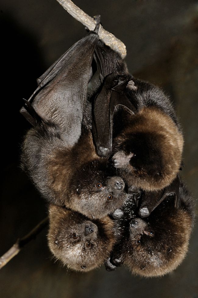 Bad-Rap Bats in Danger of Extinction Around the World | Live Science