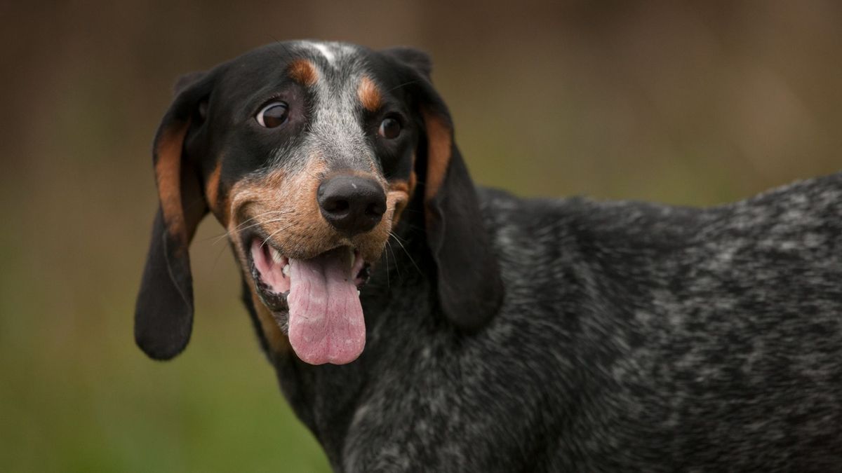 Hound dog breeds: 19 varieties and breed information | PetsRadar