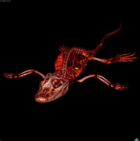 Inside Look: Gallery of Animal Guts in Action | Live Science