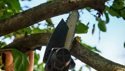 How to use a pruning saw properly and safely | Homes and Gardens