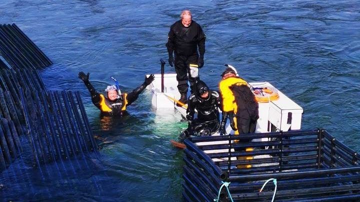 Huawei AI tech used to filter out invasive salmon species in Norway ...