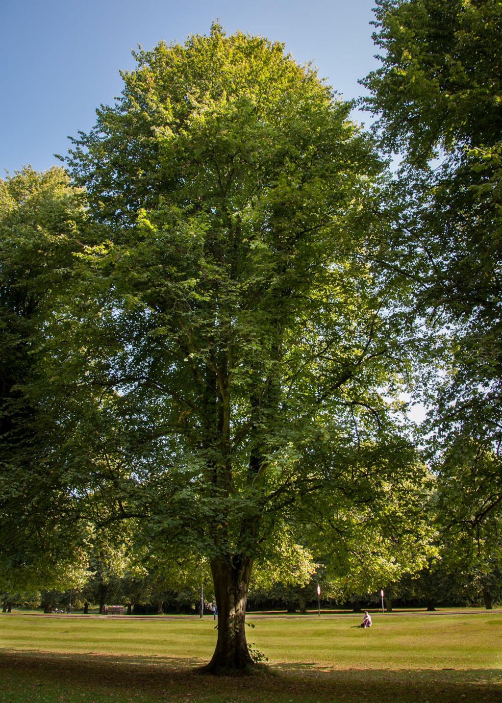 How to identify British trees – by leaf, fruit, shape, size, bark and ...