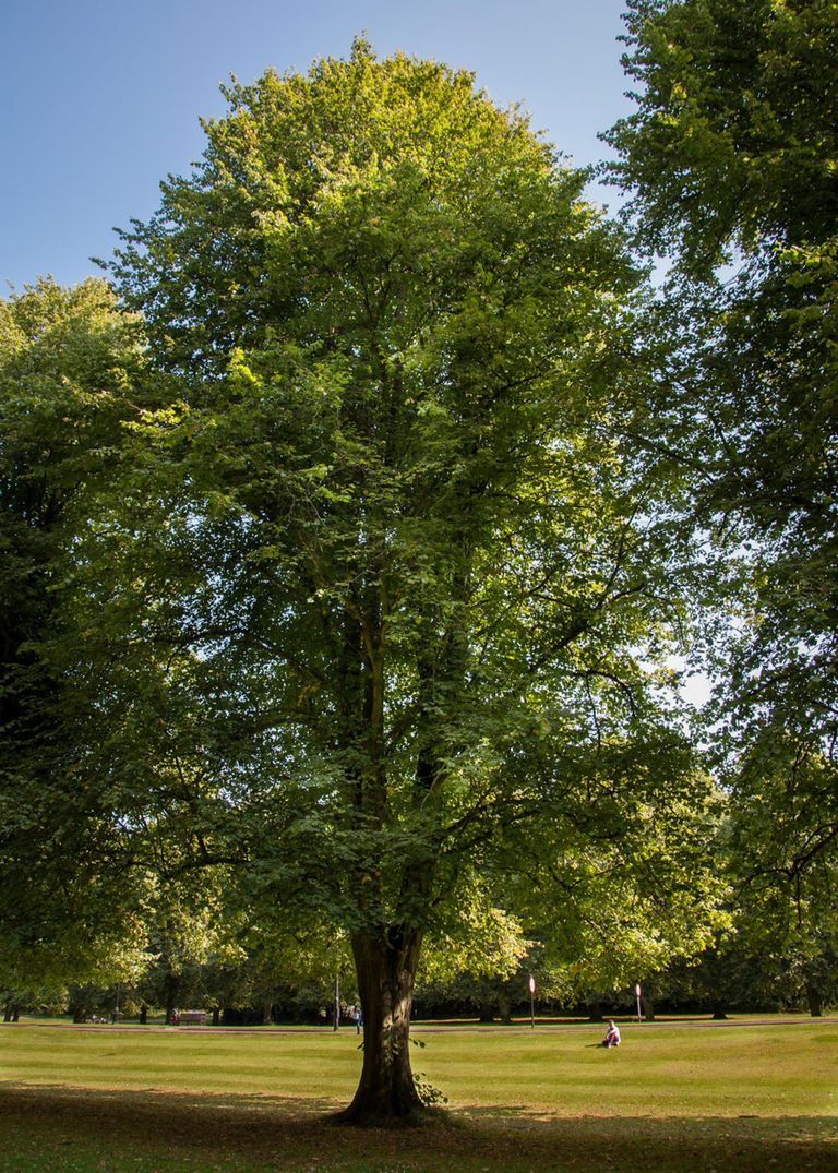How to identify British trees – by leaf, fruit, shape, size, bark and ...
