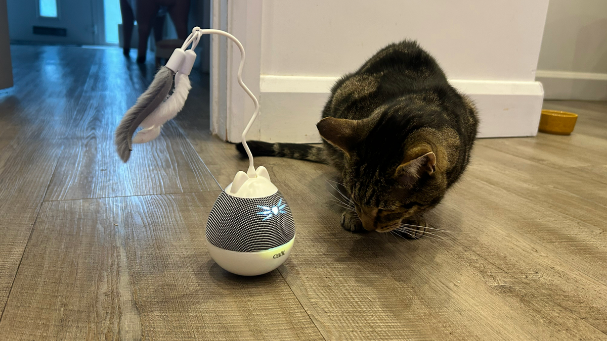 The 6 best automated cat toys, tested and approved by real pet parents ...