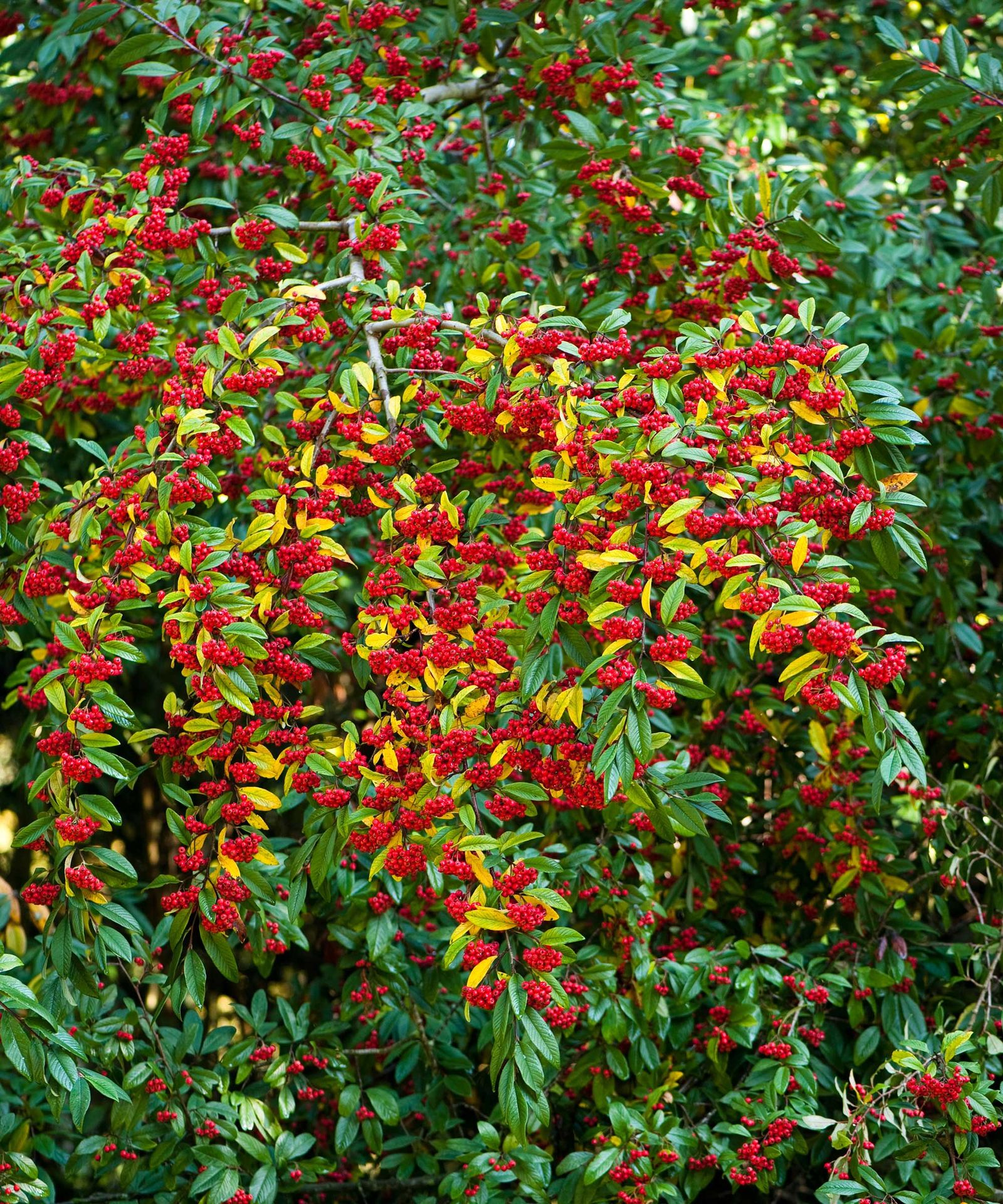 Cotoneaster care and growing guide: expert advice | Homes and Gardens