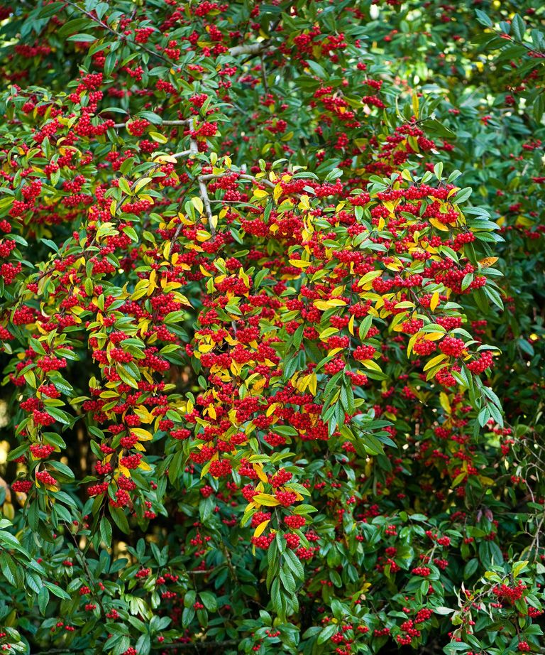 Cotoneaster care and growing guide: expert advice | Homes and Gardens
