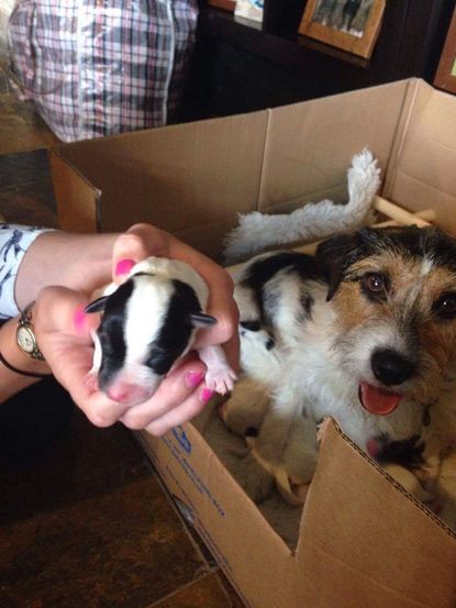 Dog Tales: How Crumble became a Country Life frontispiece, found a ...