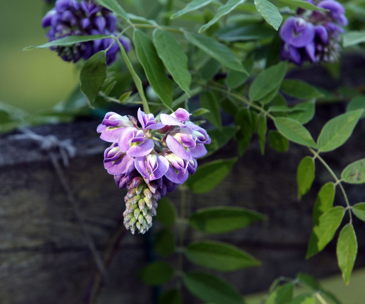 The 10 best climbing plants for the front of the house | Homes and Gardens