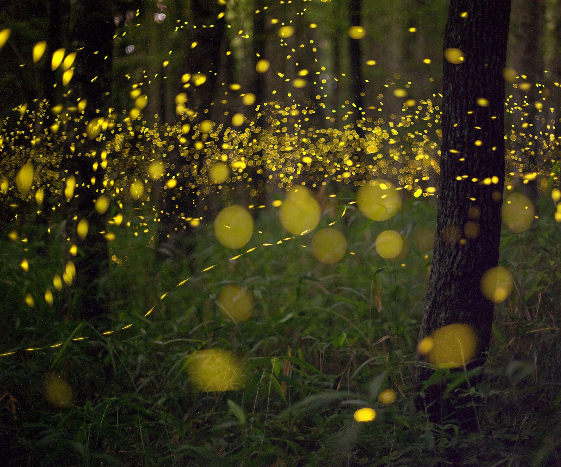 How to attract fireflies to your yard | Homes and Gardens