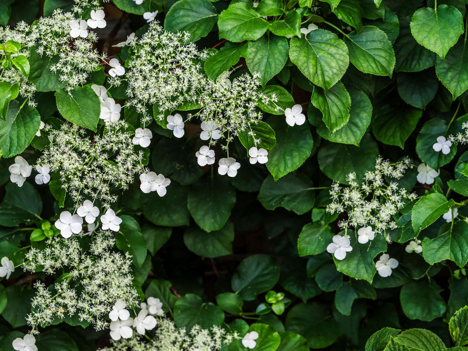Climbing plants for shade – 10 varieties to choose from | Livingetc