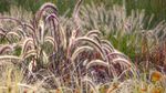 How to grow papyrus - a historic moisture-loving plant | Homes and Gardens