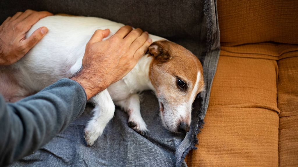 GDV in dogs: Vet's guide to symptoms and treatment | PetsRadar