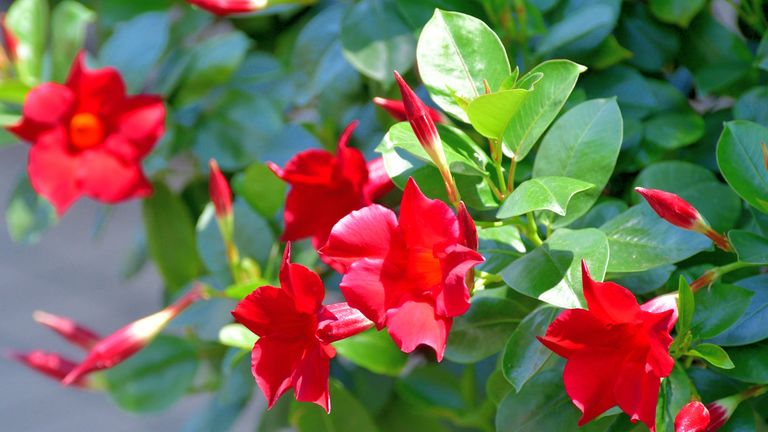 How to grow mandevilla: for a tropical evergreen plant | Homes and Gardens