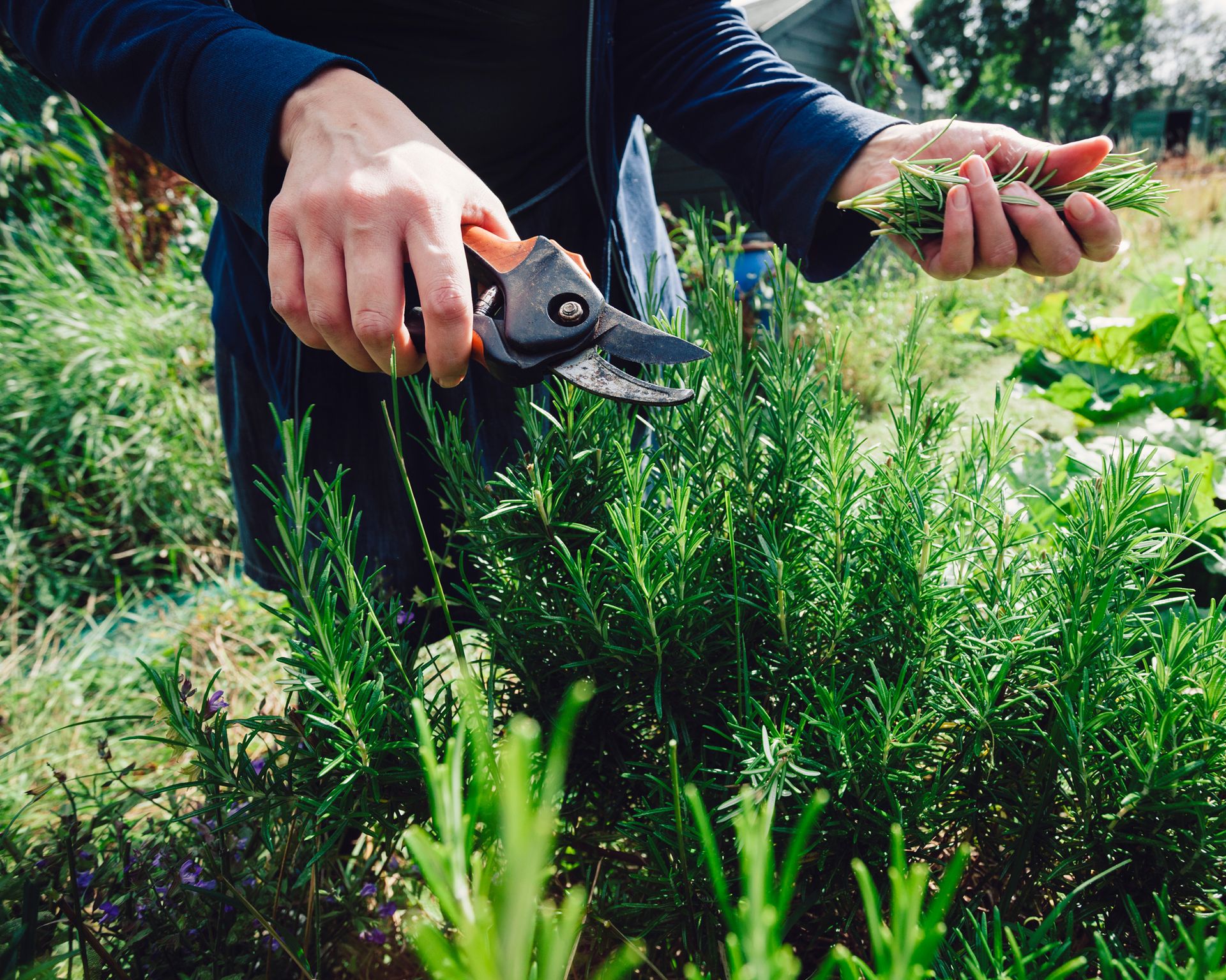 Monty Don’s expert tips for taking cuttings: the easy way to get new ...
