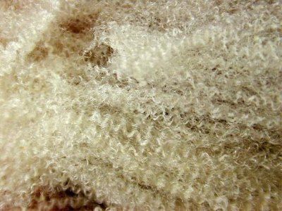 British farmers breed self-shearing sheep | Country Life