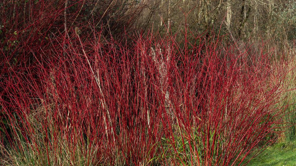 When and how to prune red twig dogwood: for vibrant shrubs | Homes and ...