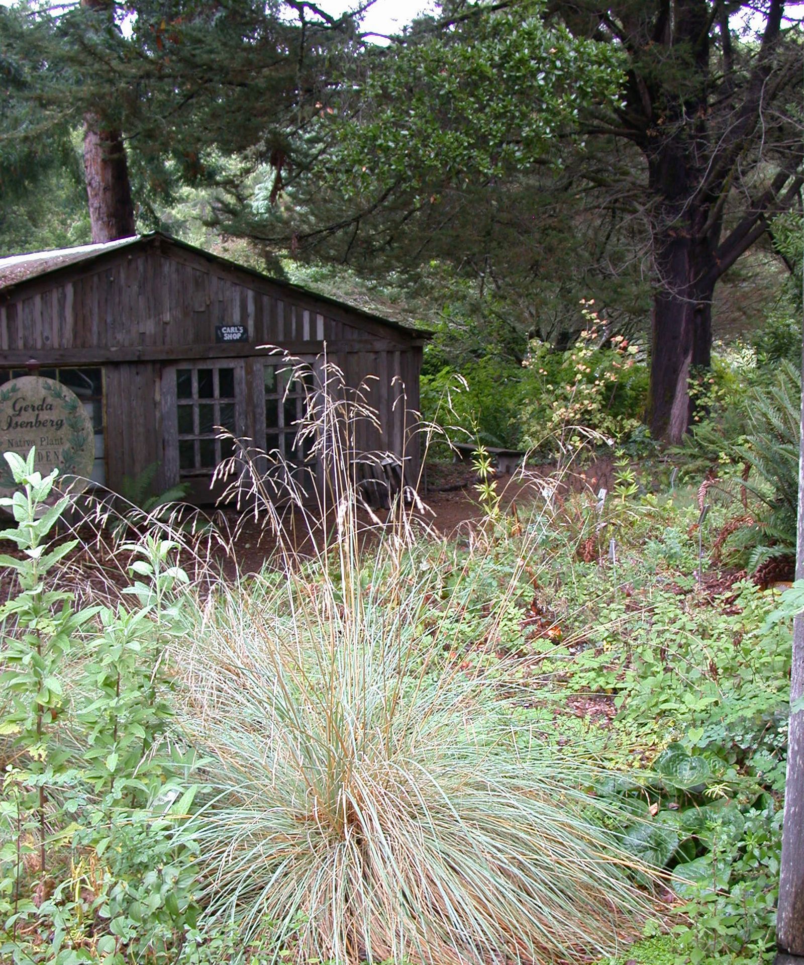 Best native grasses: 7 varieties to add drama to your yard | Homes and ...
