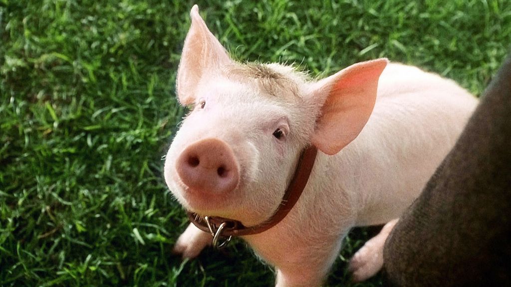32 Of The Best Pets In Hollywood History | Cinemablend