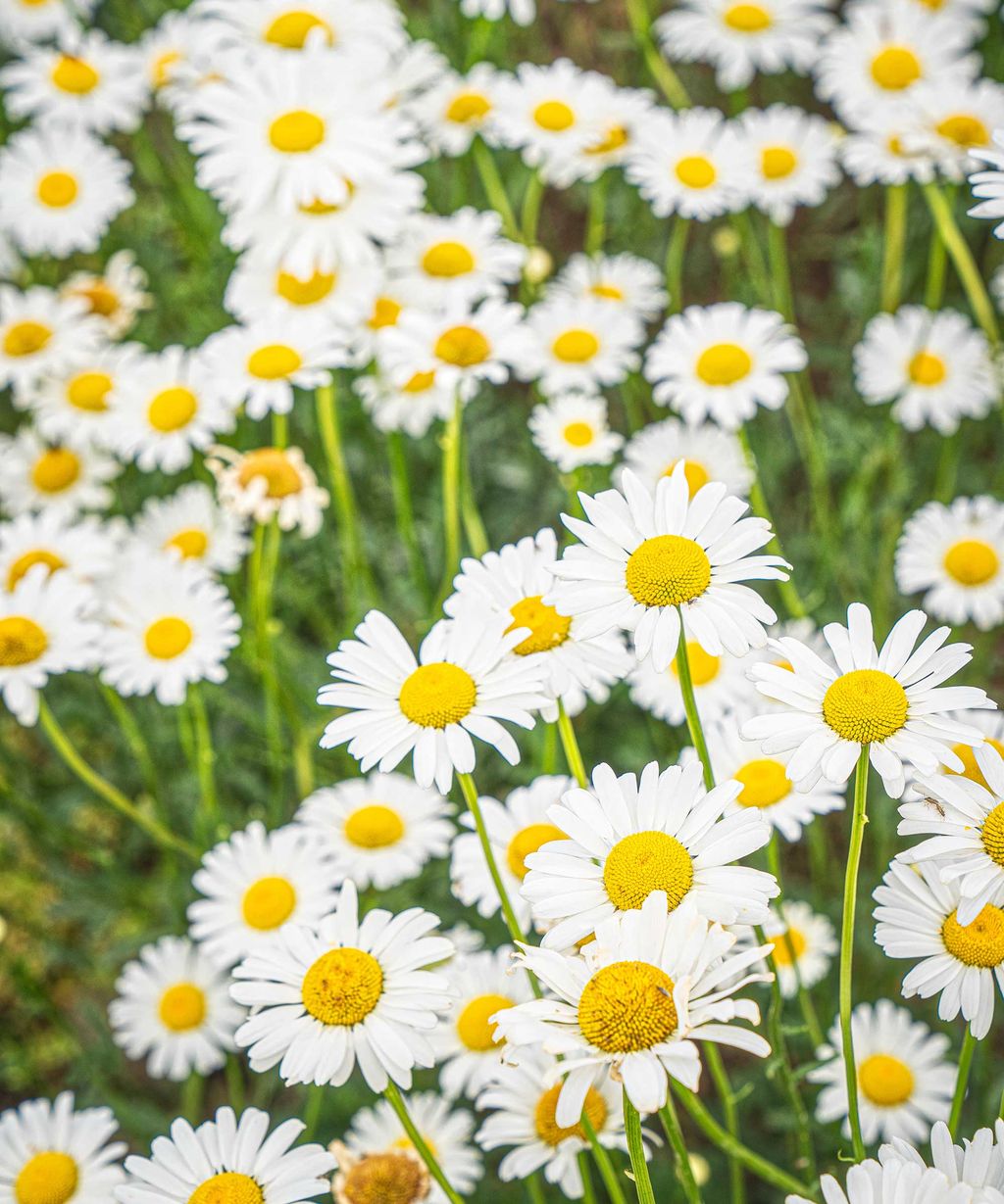 When to cut back Shasta daisies: expert pruning tips | Homes and Gardens