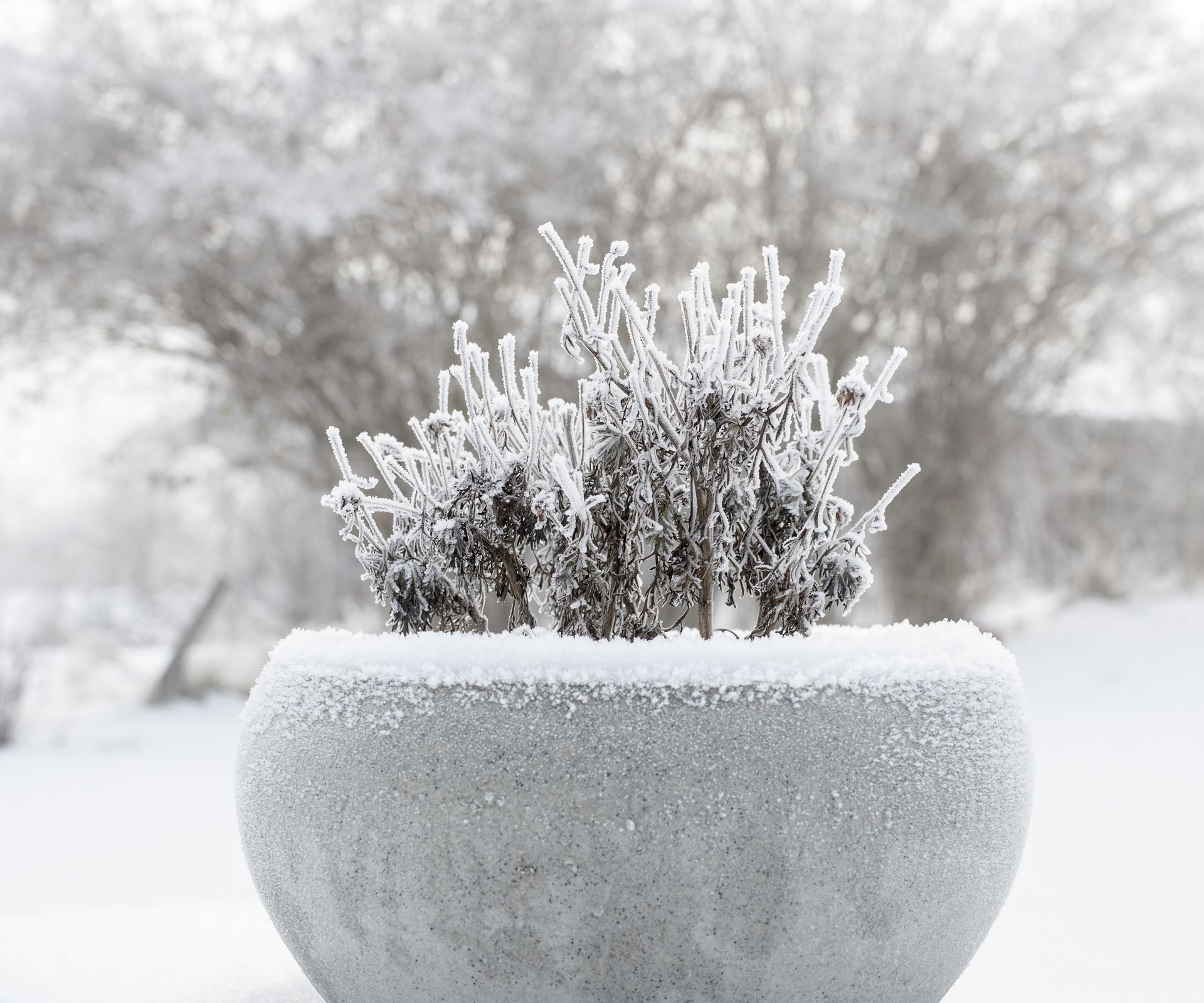How to revive frost-damaged plants: winter garden advice | Homes and ...