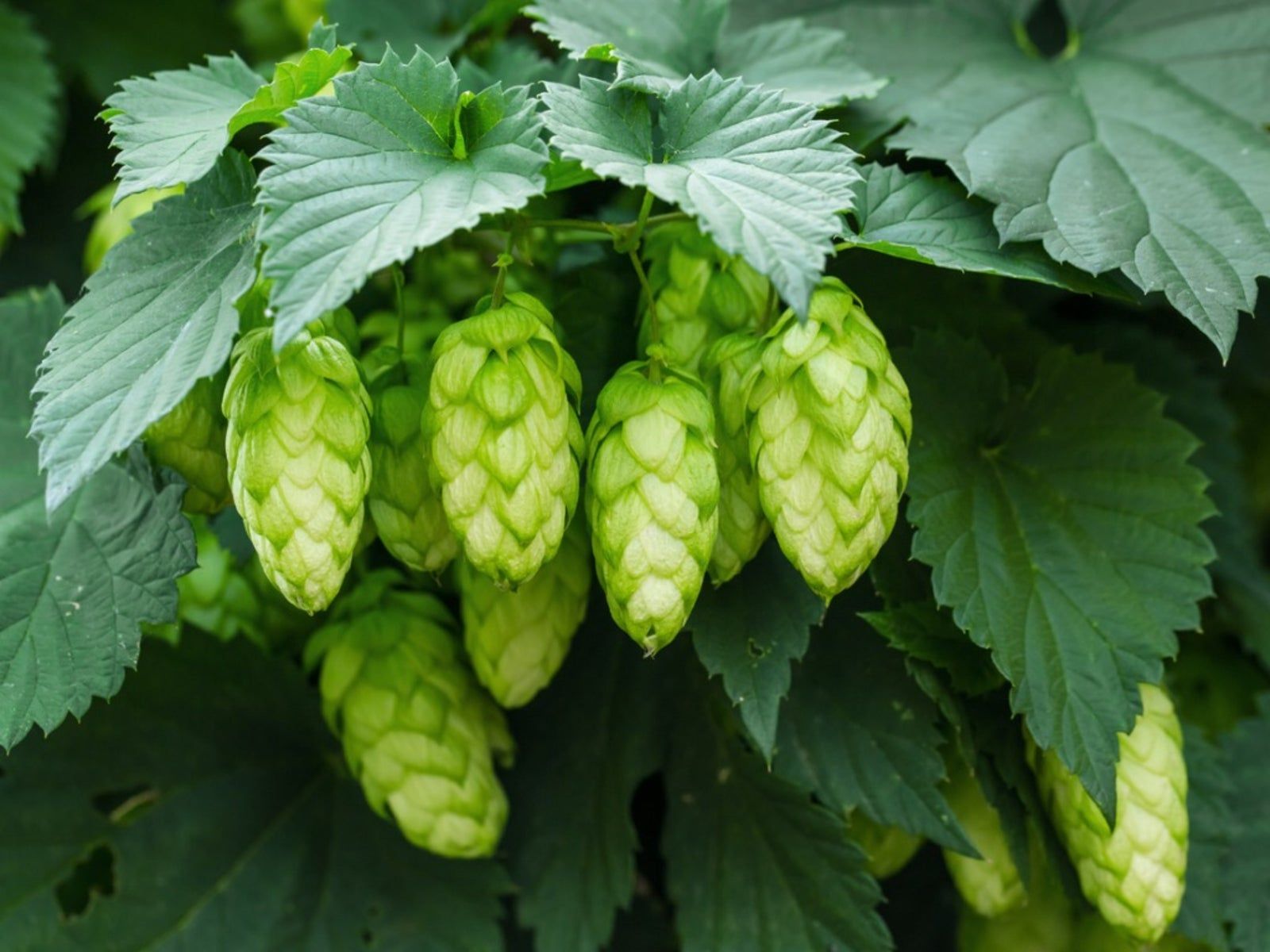 Hops Flowering Plants - Learn About Growing Hops Plants In The Garden ...